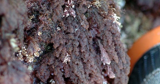 Variety of Life: Callithamnion