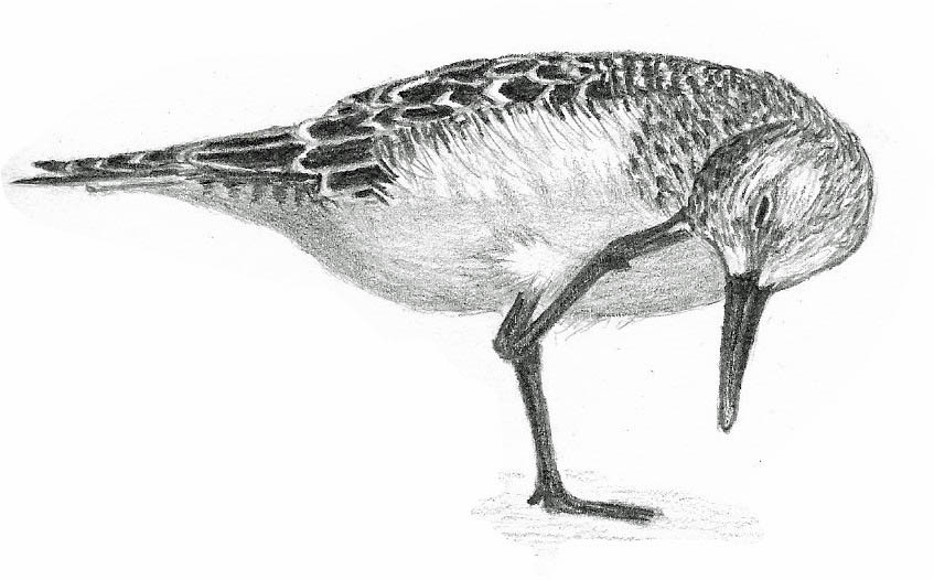 Baird's Sandpiper at Imperial Beach - Greg in San Diego