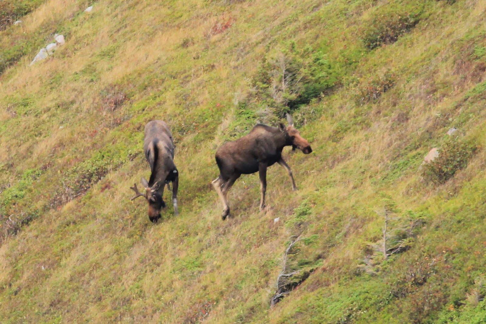 Greggle Goes West: You’ve Already Won Me Over, In Spite of Me