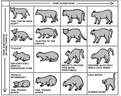安妮貓窩: 【行為篇】Your Cat Body Language