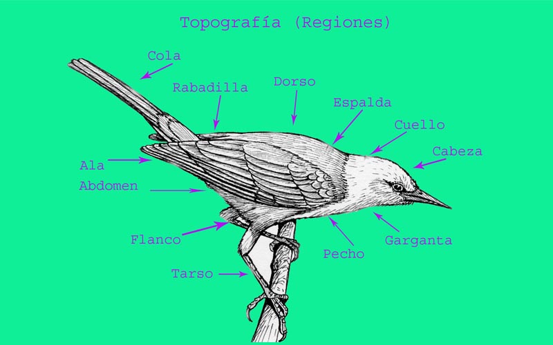Aves de La Floresta: Identificación de aves