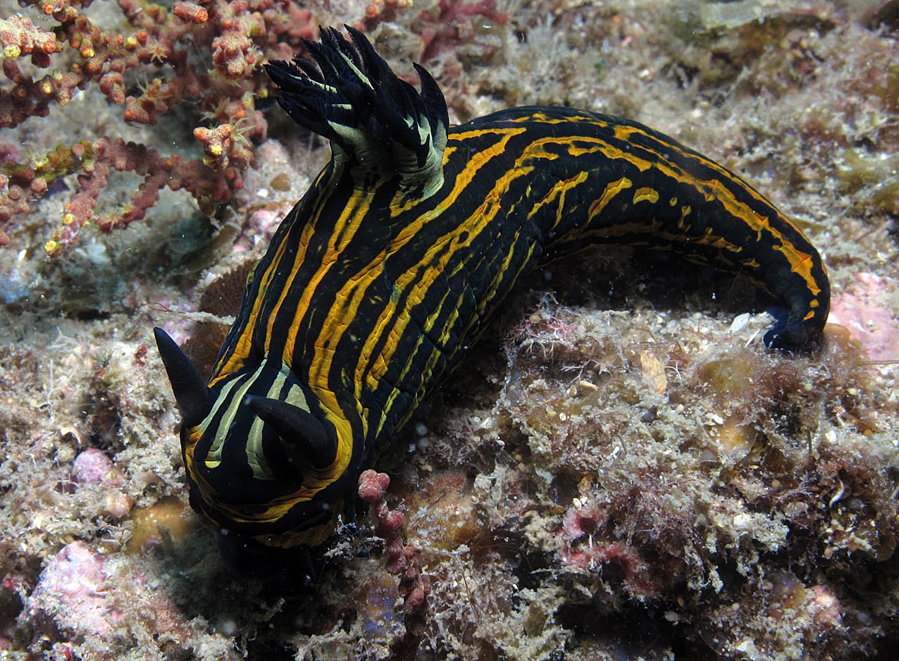 Nudibranchs Species