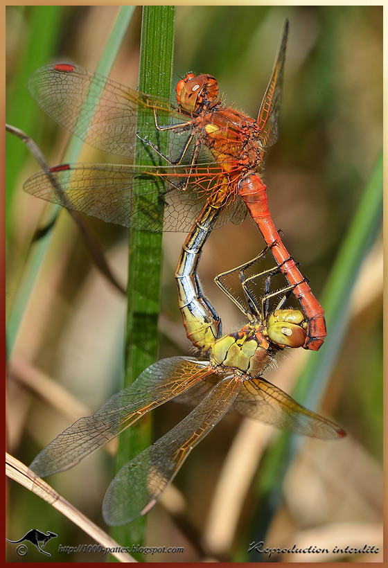 Libellules de France et dAilleurs - DRAGONFLY WORLD: Famille des ...