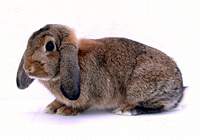 IEPURI DE RASA: CATEGORIE DE IEPURI