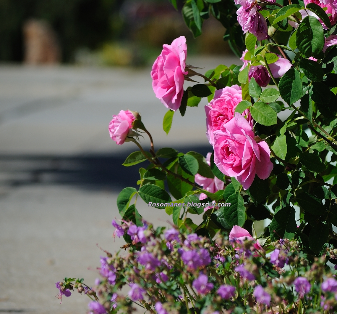 A Rose is a Rose...: "Come into the Garden, My Roses Would Like to Meet ...