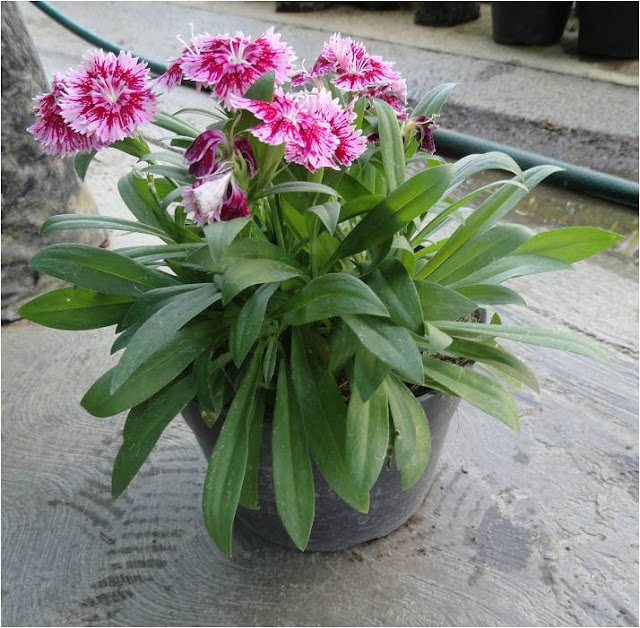 La Doctora De Las Plantas: Ideas de plantas que puedo usar para diseño ...