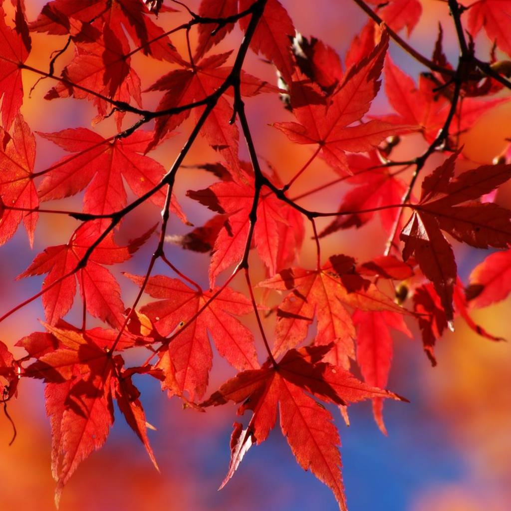 My Desktop: Fall Leaves