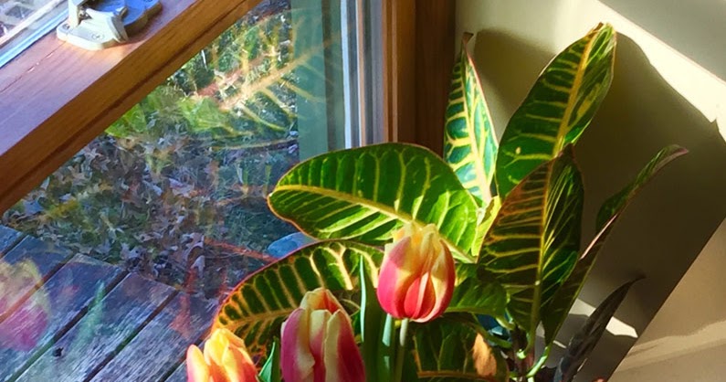 Tulips in our window box - Ultimate Guard To Gardening