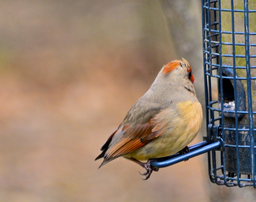 missing moments: Where oh where are your tail feathers