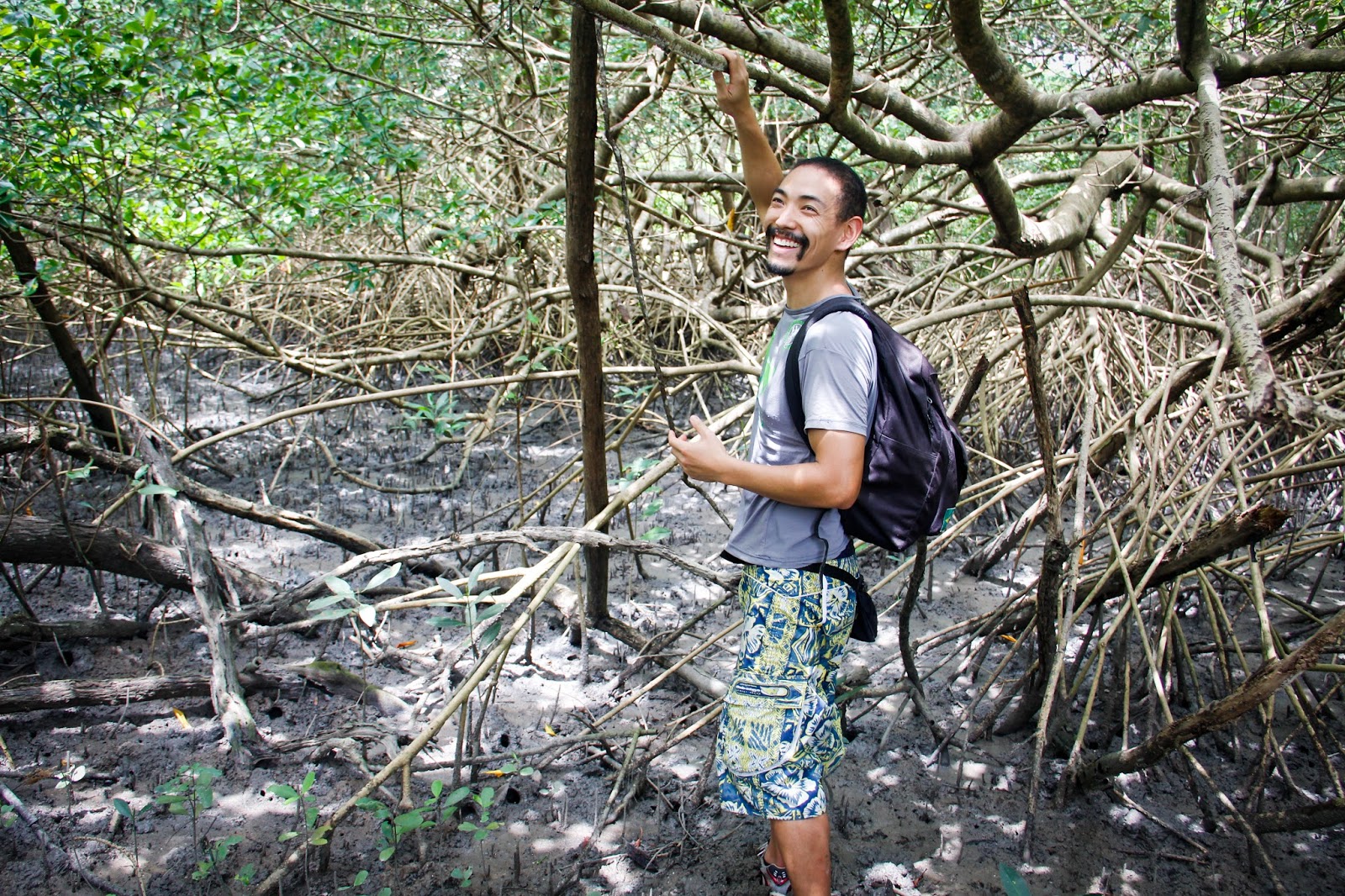 ¡los mangles no son todos iguales! Hay un abismo genético entre los ...