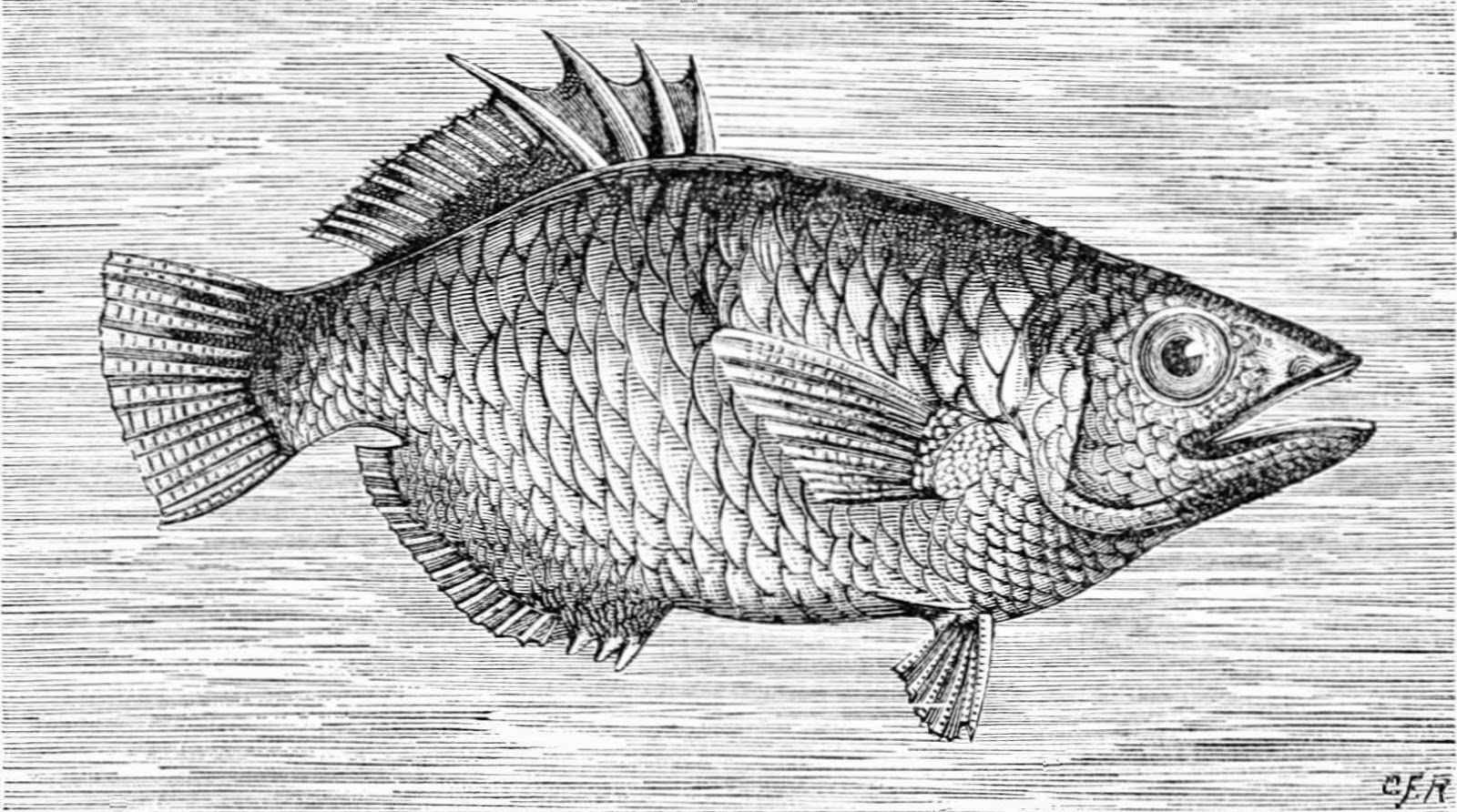 ARCHER FISH photos - wallpapers | the fun bank