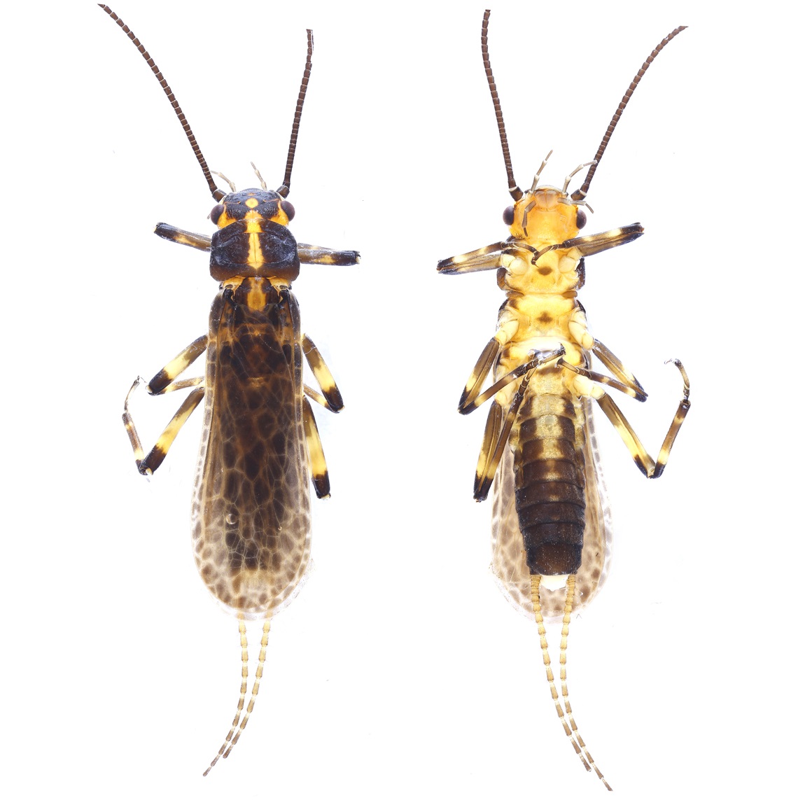 Species New to Science: [Entomology • 2020] Sinoperlodes zhouchangfai ...