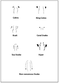 Rekreasi Luar: INFO BERKAITAN ULAR