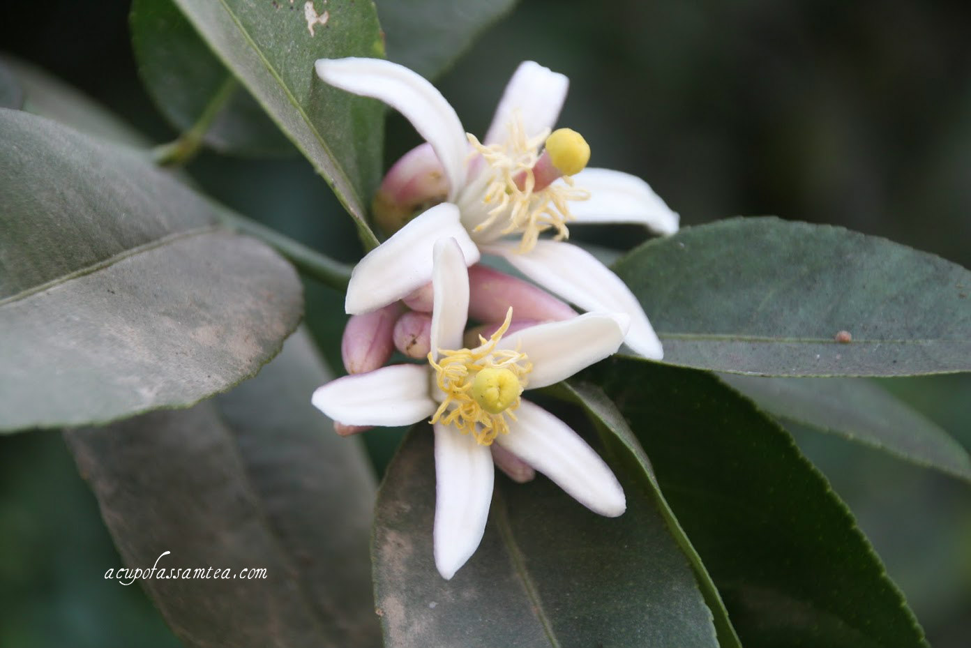 A visual walk with flora and fauna of Assam