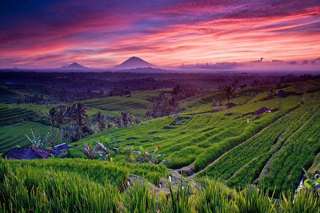 Bali Free Information: Subak – The Balinese Traditional Irrigation System