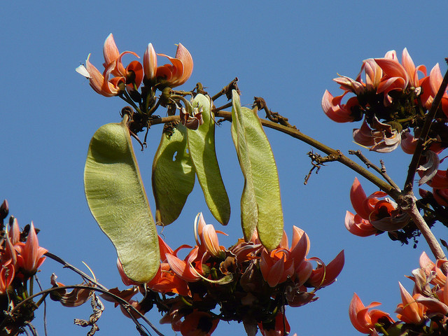 Ayurvedic Gyan: #Plash,पलाश( Butea monosperma )