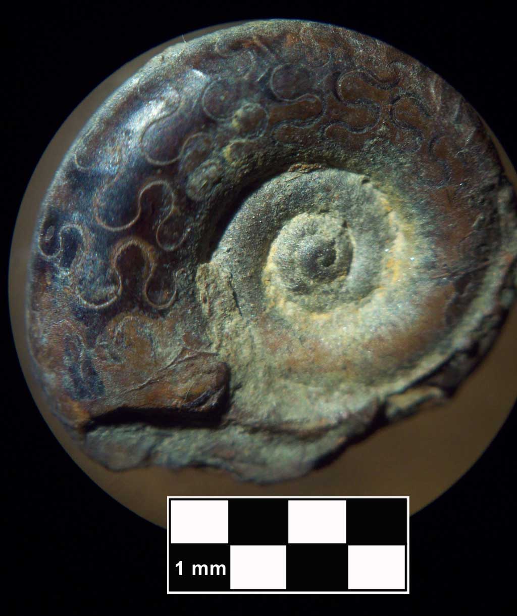 Louisville Fossils and Beyond: Cantabricanites? greenei Goniatite