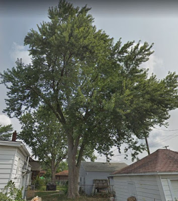 Future Plants by Randy Stewart: MAPLES - The Native Ones