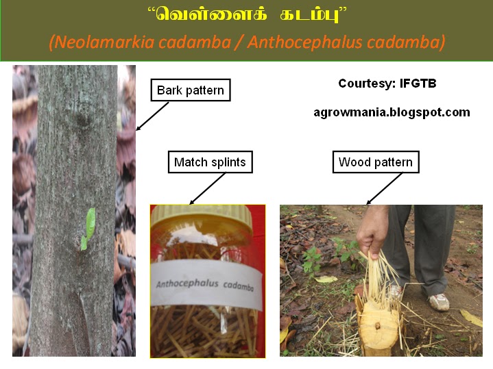 Agroforestry - A blog on Agrihortisilviculture: June 2012
