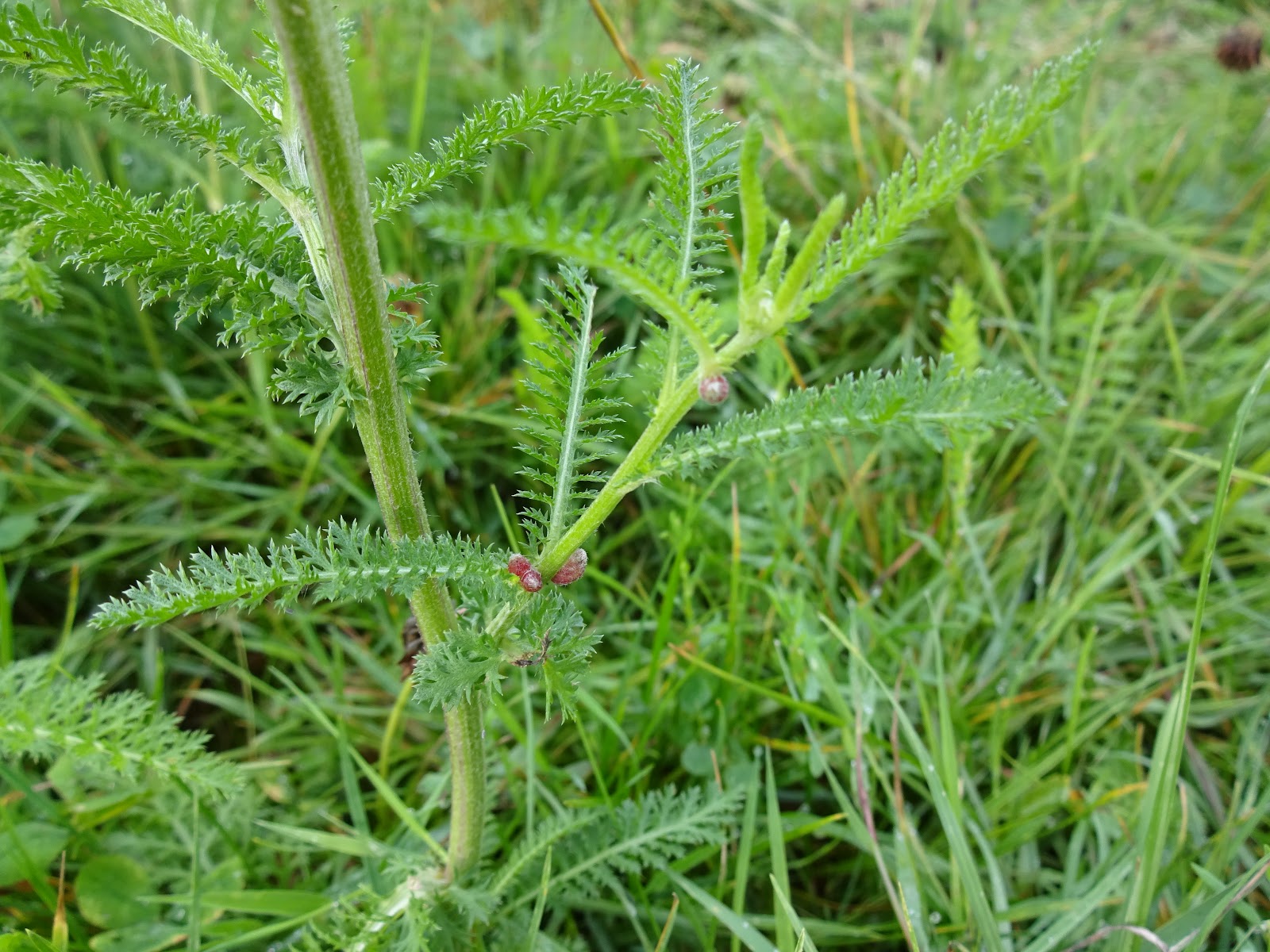 Naturnachbarschaften: Wiesen-Schafgarbe - Achillea millefolium