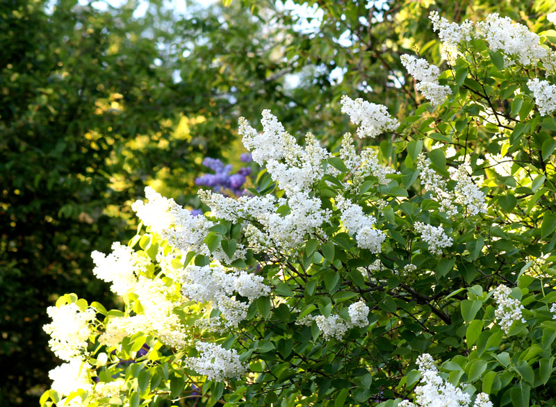 Lopotin Toimelan pihaunelmia: Syreenikesä