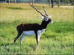 Wildlife Lover's: PUNJAB URIAL, CHINKARA & BLACK BUCK