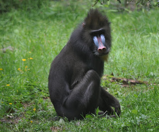 ZOOTOGRAFIANDO (6.100 ANIMALS): MANDRIL / MANDRILL (Mandrillus sphinx)
