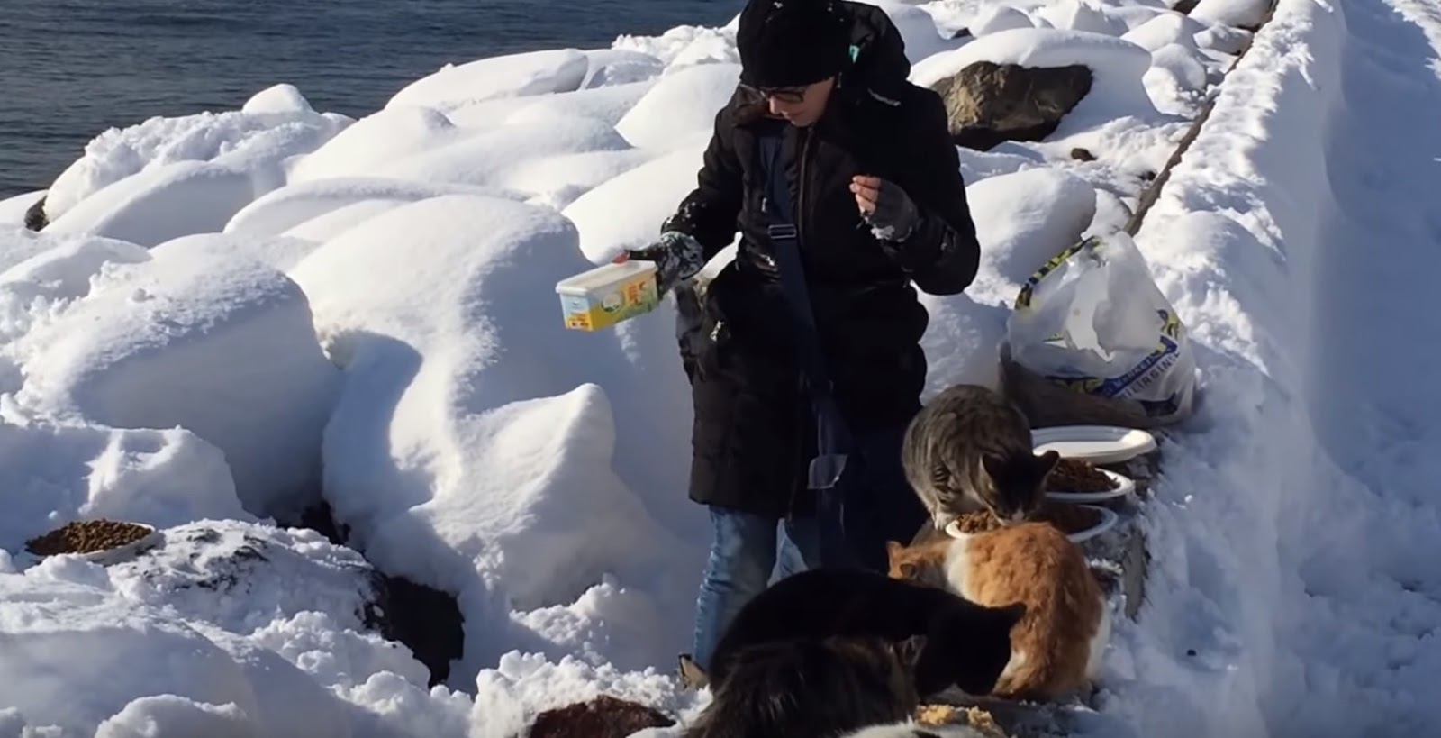 350 Homeless Cats Wait For This Woman Every Day… The Reason Why Is ...