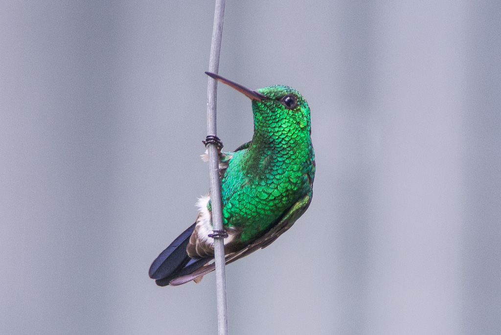 Len's Lens - Confessions of a digiscoper: Trinidad: Copper-rumped ...