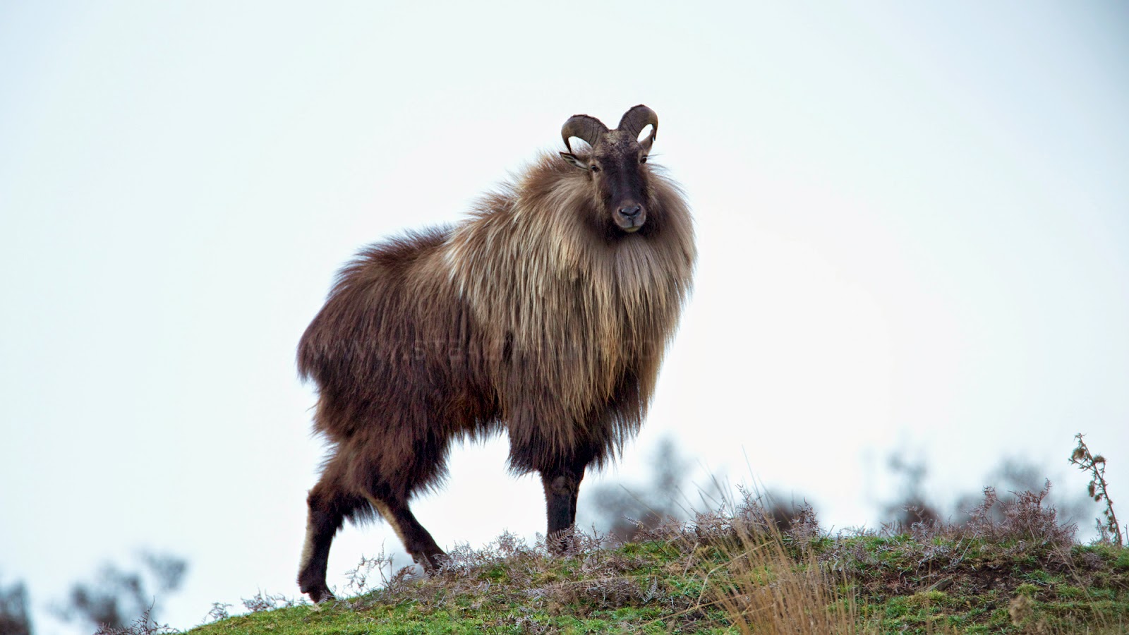 TAHR photos - wallpapers | the fun bank