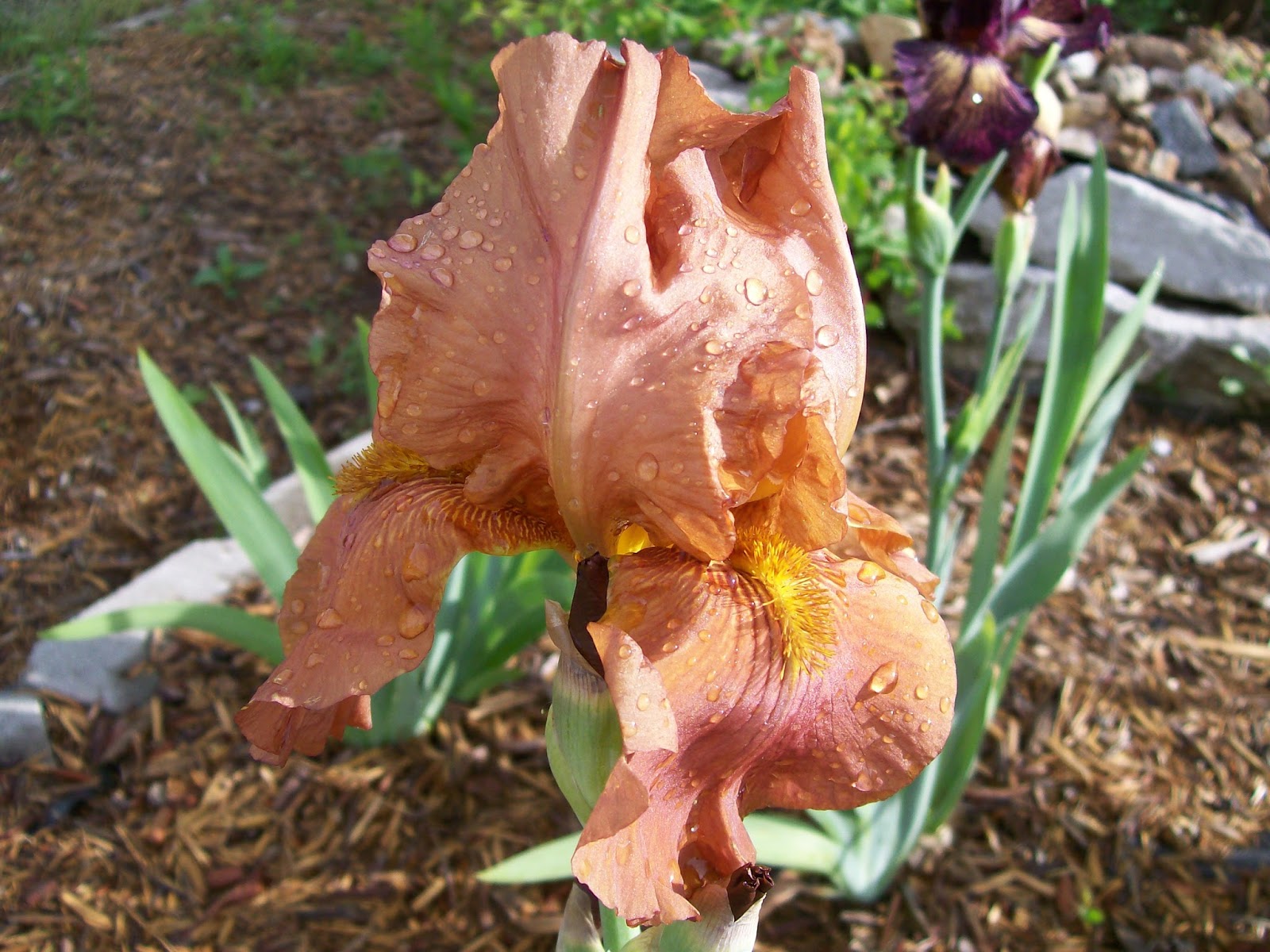 Intuitive Value: Spring to Mid-Summer Garden and Landscape