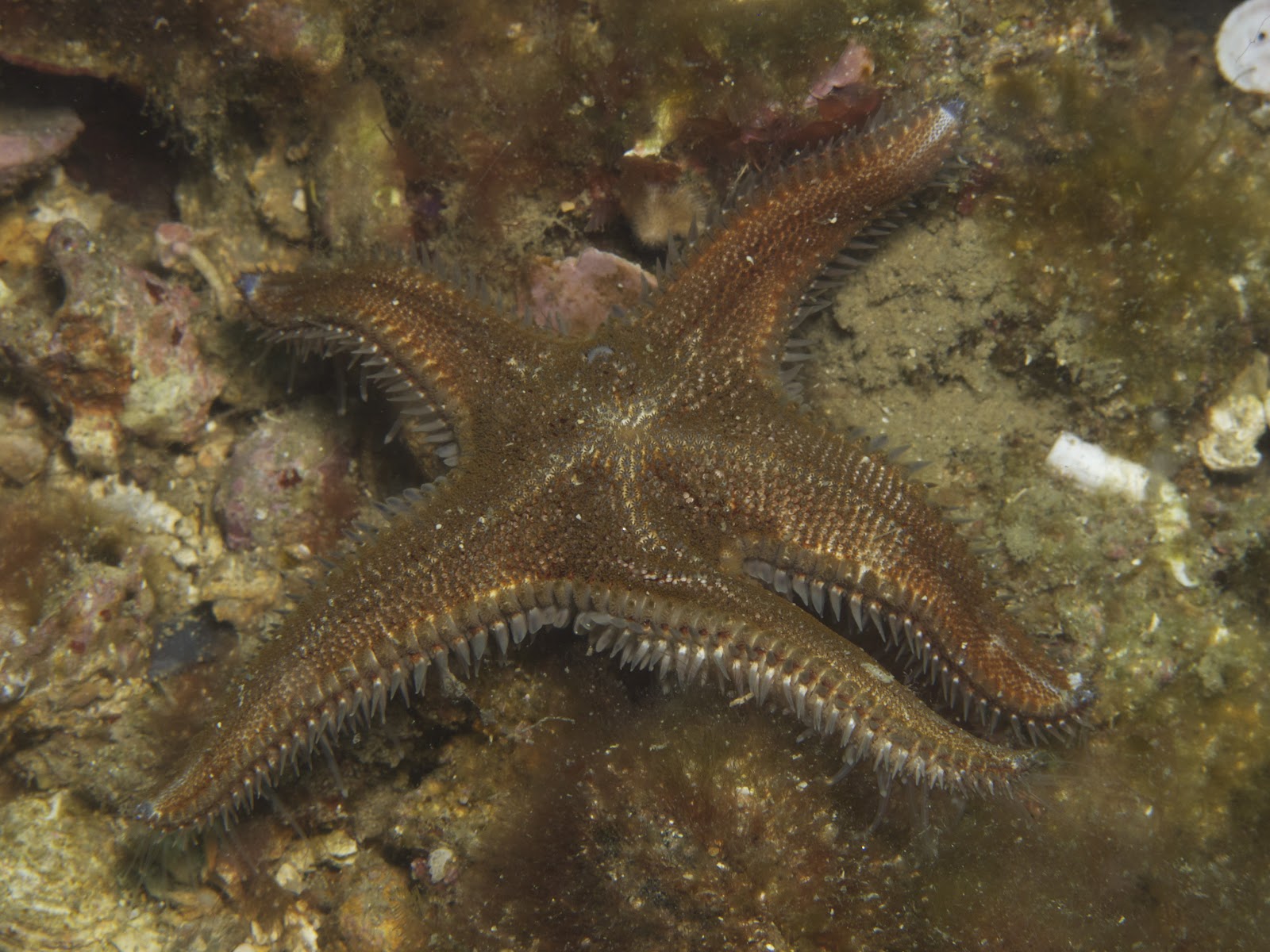 Iluminación Profunda: Astropecten spinulosus (A type of comb starfish)