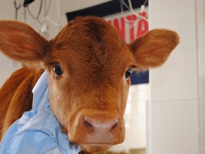 Spiritual Esoteric Place: World's first transgenic cow