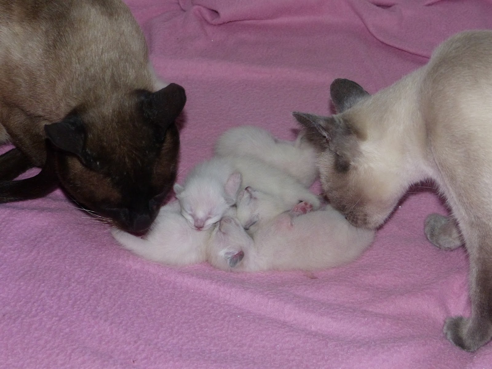 La gatósfera: Papá y mamá atienden a sus bebés