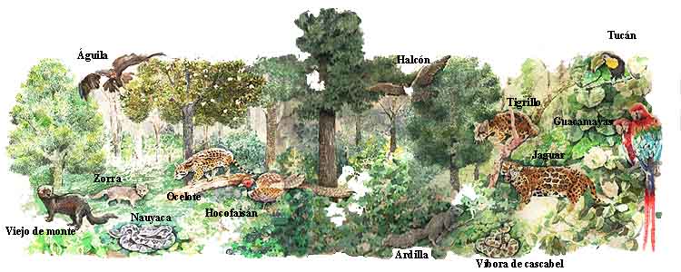 Bosque Mesófilo de Montaña: Bosque Mesófilo de Montaña