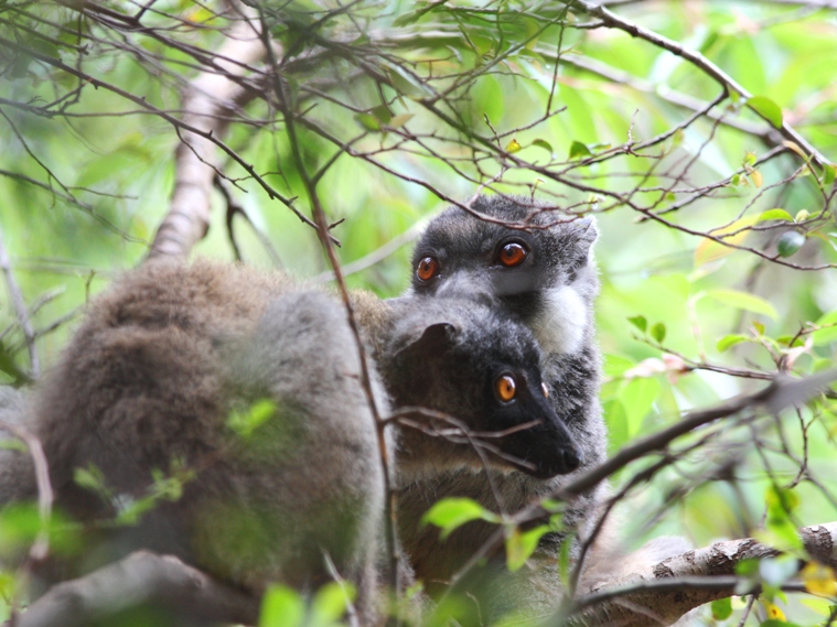 mainly mongoose: Love at first lemur