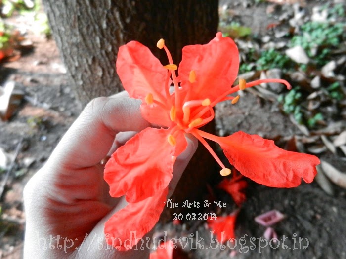 Lal Zumbar or Brownea Coccinea - More Pictures, More Details - DeSi ...