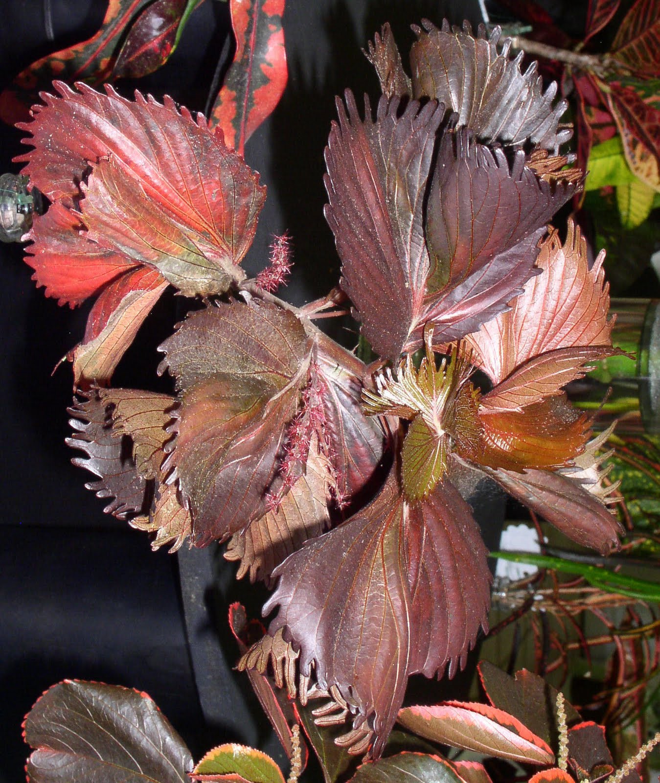 Florida Flowers and Gardens: Naples Flower Show