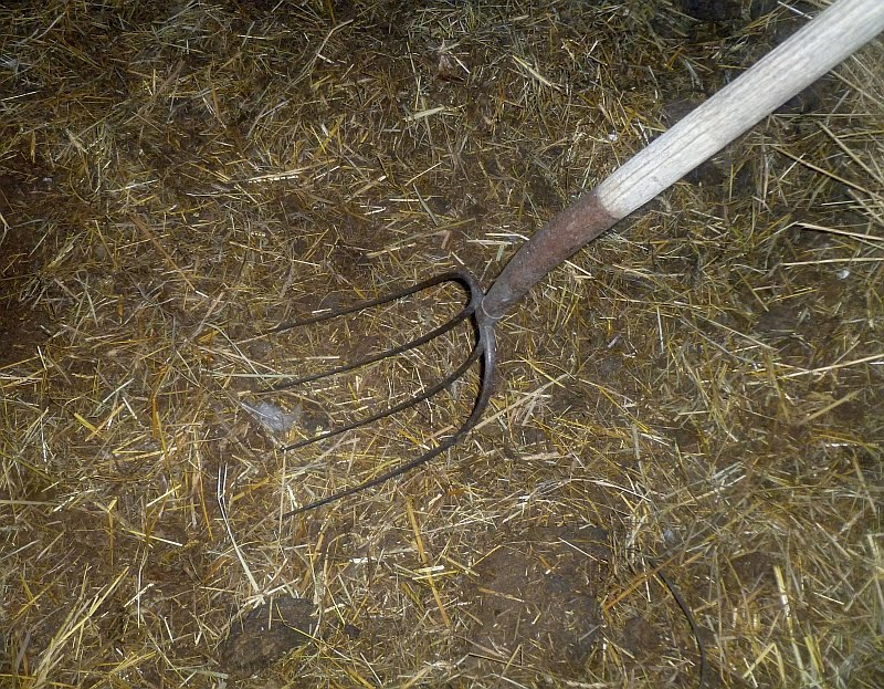 Rural Revolution: Planting garlic