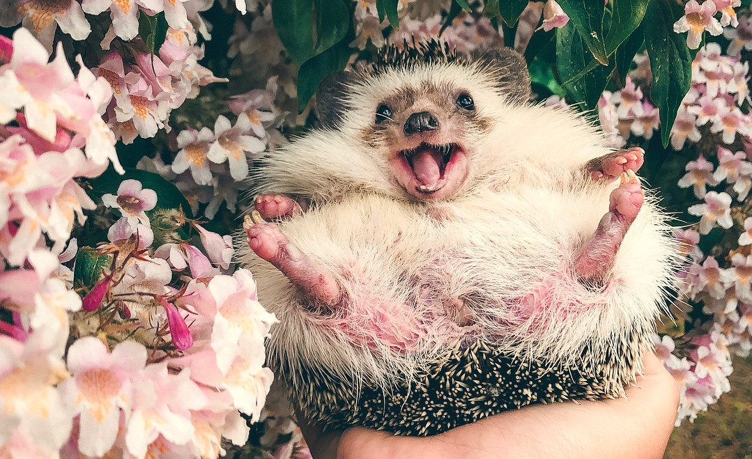 mr.pokee, dibalik kelucuannya ada pelajaran untuk memelihara landak - Ghumi