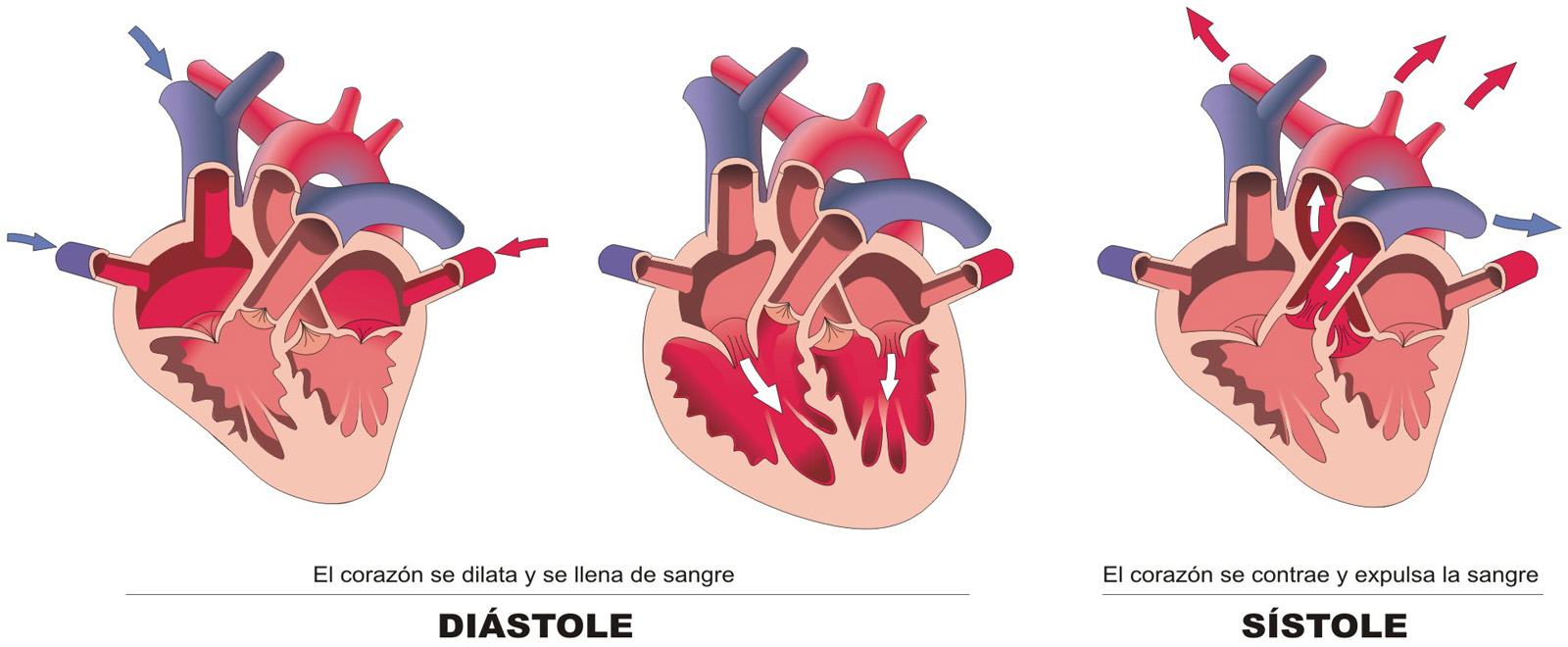 24 TES: La oxigenación y la distribución de sangre.