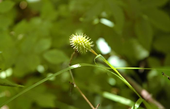 Field Biology in Southeastern Ohio: Carex Sedges part 1, big and showy