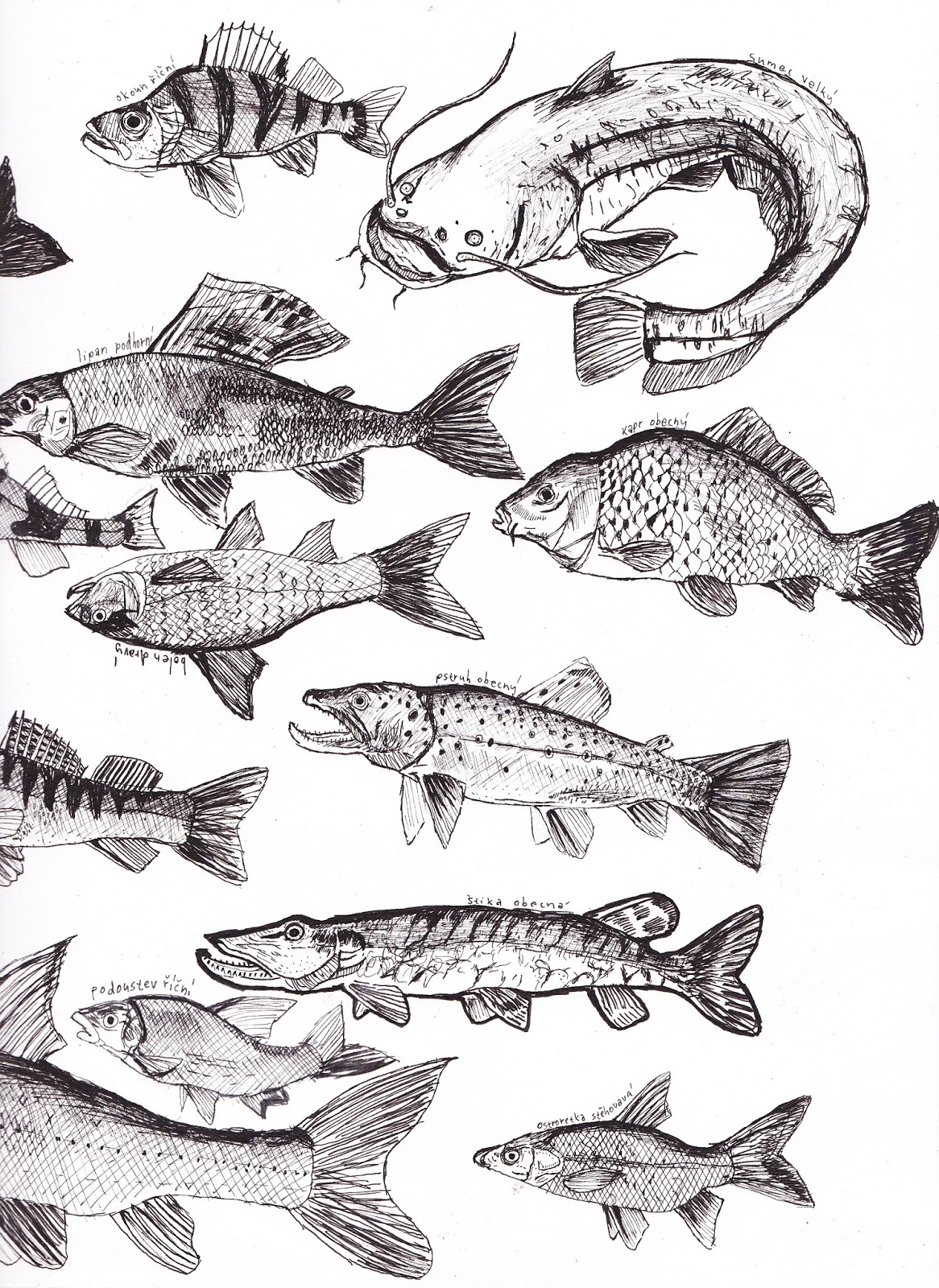 v r z: 24 ryb k vytisknutí, učení, vybarvení