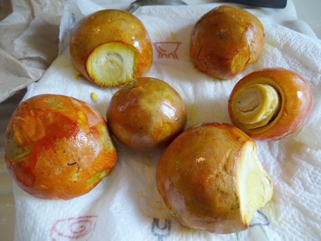 Cuisine en folie: Oronges ou Amanites de césar en carpaccio, magret ...