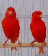 SILSILAH DAN KEISTIMEWAAN KENARI MERAH TERLENGKAP - PANDUAN BURUNG