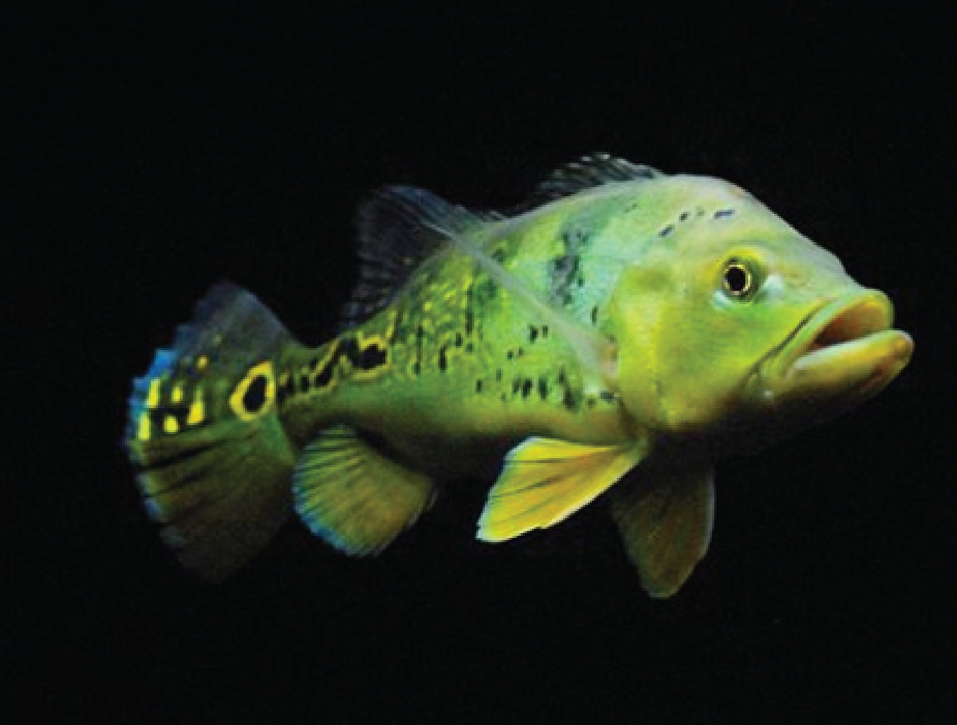 Peacock Bass Monoculus Si Roket Dengan Wajah Manusia - Nakama Aquatics