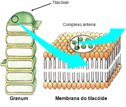 Fotossistema dos Tilacóides