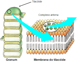 Fotossistema dos Tilacóides