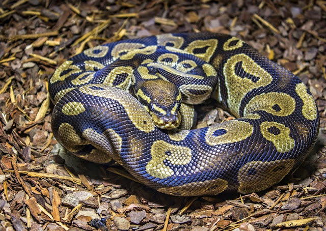 Der Königspython (Python Regius)