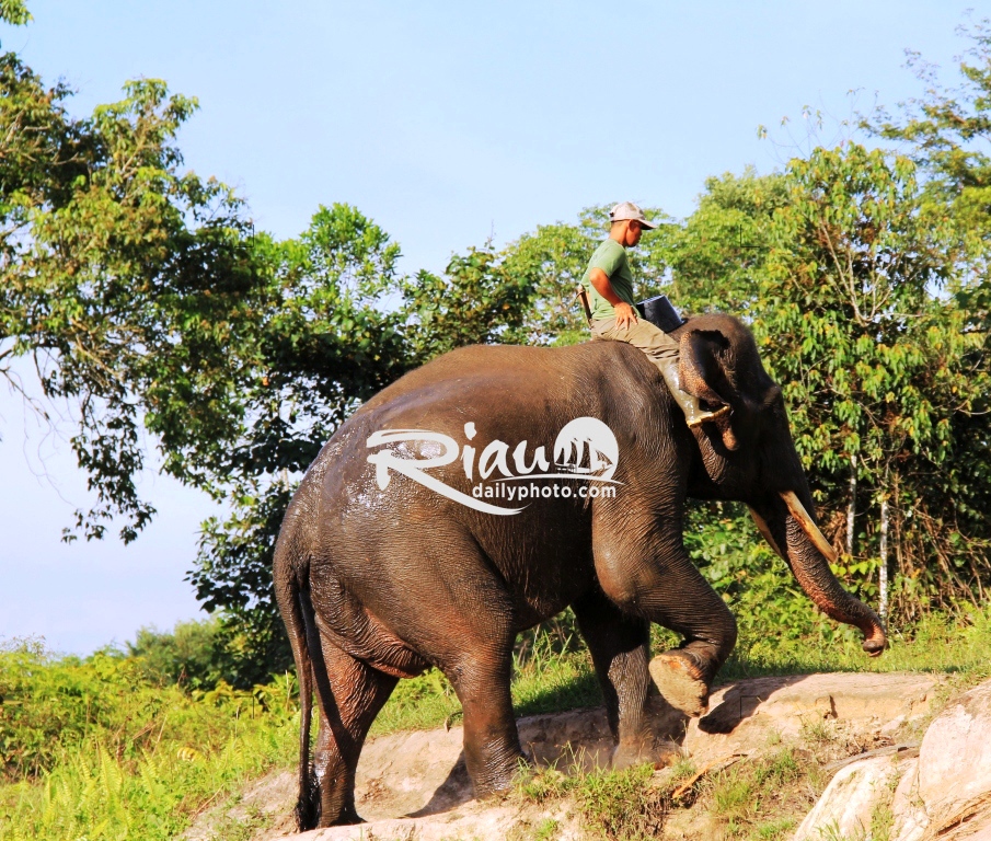 Pusat Latihan Gajah Minas | RIAU DAILY PHOTO